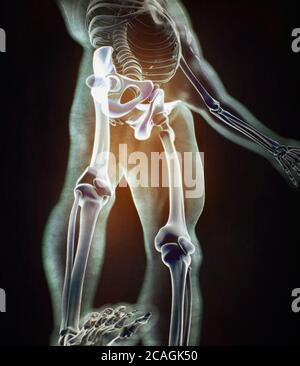 Illium bone, hip bone or pelvis. Human anatomy, bone skeletal structure ...
