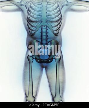 Illium bone, hip bone or pelvis. Human anatomy, bone skeletal structure ...