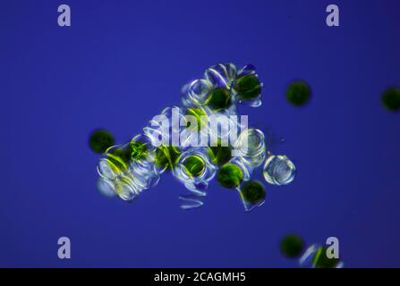 Microscopic view of a Horsetail (Equisetum arvense) spores with elaters ...