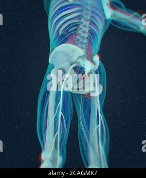 Medical anatomical illustration of the psoas muscle. 3d illustration ...