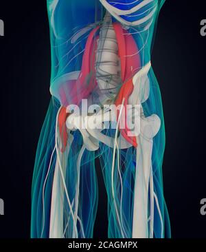 Pelvis and hip bones with major anatomical regions mapped on a white ...