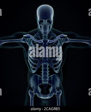 Collar bone xray. Human anatomy skeletal system, torso, ribs. 3D ...