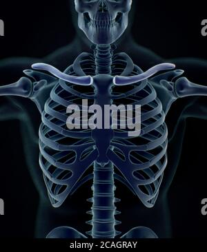 Collar bone xray. Human anatomy skeletal system. 3D illustration Stock ...