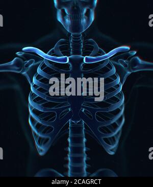 Collar bone xray. Human anatomy skeletal system. 3D illustration Stock ...