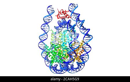 Crystal structure of chromatosome, DNA-histone complex, 3D combined ...