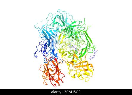 Structure of human factor V, 3D cartoon and Gaussian surface models ...
