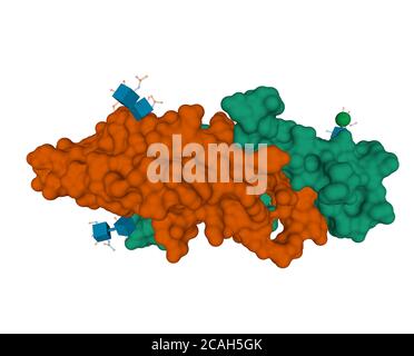 Recombinant human follicle-stimulating hormone with shown carbohydrate ...