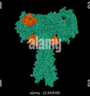 Structure of full-length insulin receptor (green) bound to four insulin ...
