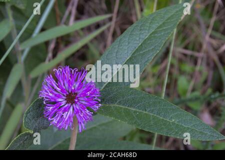 Flower of brazilian Cerrado - Serra da Canastra National Park - Minas ...