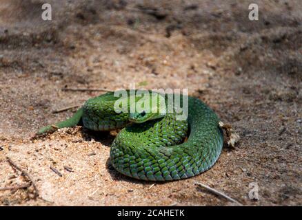 snake green night adder green viper Uganda africa Stock Photo - Alamy