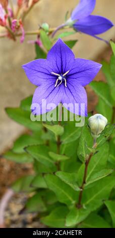 Platycodon grandiflorus astra blue, balloon flower with buds and green ...