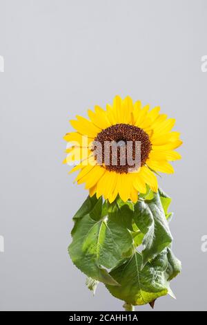 beautiful Brazilian spring flower sunflower Stock Photo - Alamy