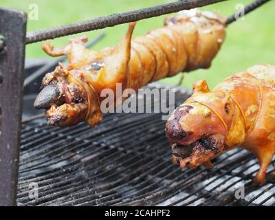 A closeup shot of a pig and hen on a farm Stock Photo - Alamy