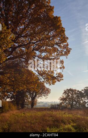 Oak Trees in a Norfolk Hedgerow Stock Photo - Alamy