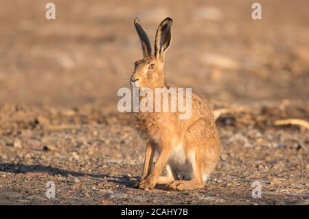 Brown hare on farmland near Fountains Abbey, Harrogate, North Yorkshire ...