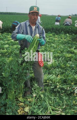 Alamo Texas USA: Hispanic male and female farm workers harvesting ...