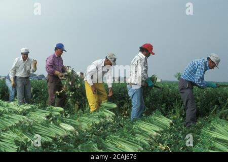 Alamo, Texas USA: Hispanic male farm worker harvesting onions on a Rio ...