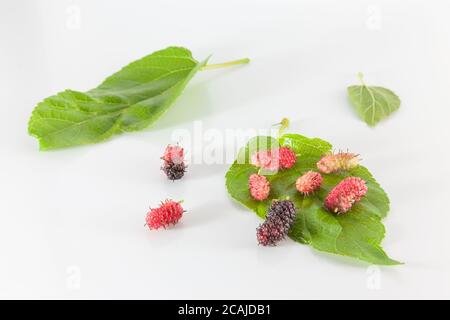 Mulberry - Leaves ans fruits with white background Stock Photo - Alamy