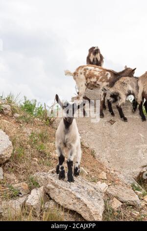 Front view of a baby goat facing the camera while grazing. Sheep and ...