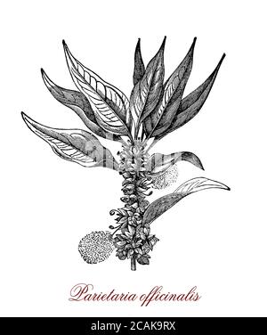 Botany - Urticaceae - Upright pellitory (Parietaria officinalis Stock ...
