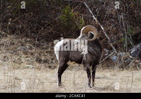 Stone sheep along the Alaskan Highway in Canada Stock Photo - Alamy
