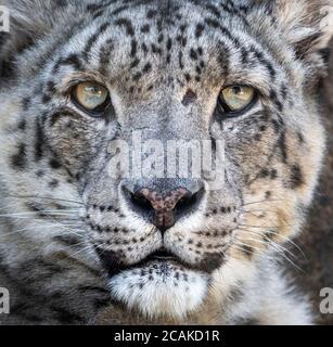 Snow leopard looking up at camera Stock Photo - Alamy