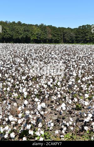 A North Carolina field of Cotton ready for harvest Stock Photo - Alamy