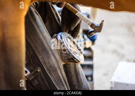 Horse farrier at work - trims and shapes a horse's hooves and hammering ...