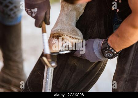 Horse farrier at work - trims and shapes a horse's hooves using ...