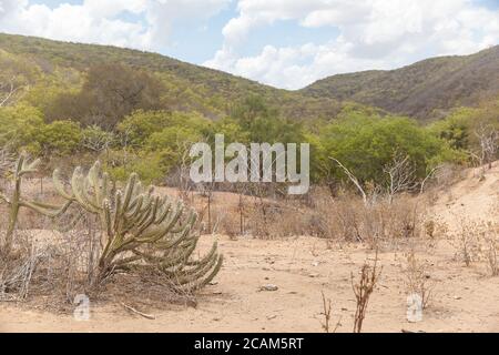 Landscape of caatinga biome, with its typical plants Stock Photo - Alamy