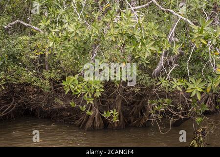 Tea mangroves, Pelliciera rhizophorae, Pellicieraceae, Sierpe River ...