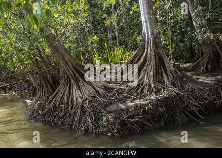 Tea mangroves, Pelliciera rhizophorae, Pellicieraceae, Sierpe River ...