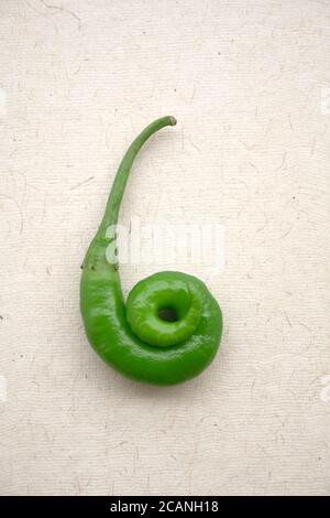 A BEAUTIFUL CURVED GREEN CHILLI Stock Photo - Alamy