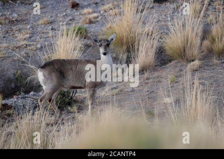 North Andean Deer (Hippocamelus antisensis Stock Photo - Alamy