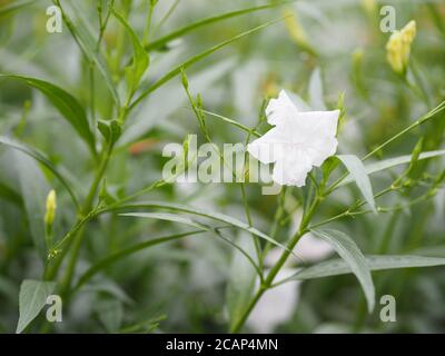 Ruellia tuberosa Waterkanon or Popping pod flower Stock Photo - Alamy