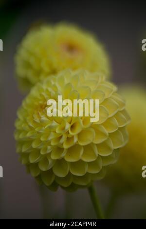 Luxurient yellow dahlia Bum Bum Yellow flower close up Stock Photo - Alamy