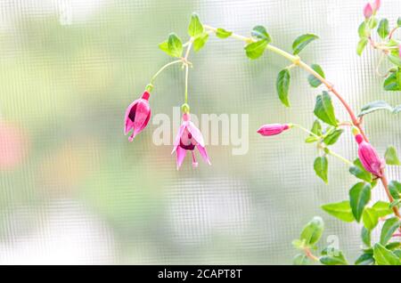 Beautiful Fuchsia flowers at window, close up natural bokeh Stock Photo ...