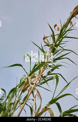 Carrizo Cane (Giant Reed)(arundo donax), an Invasive Species, on Banks ...