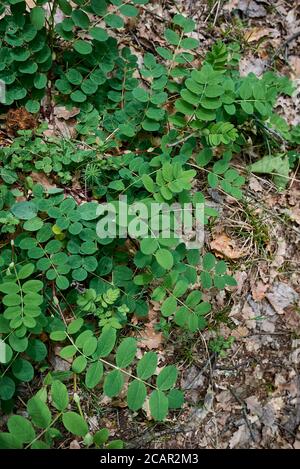 Astragalus glycyphyllos close up with pale yellow inflorescence Stock ...