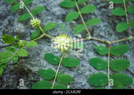 Astragalus glycyphyllos close up with pale yellow inflorescence Stock ...
