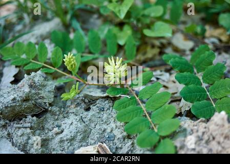 Astragalus glycyphyllos close up with pale yellow inflorescence Stock ...