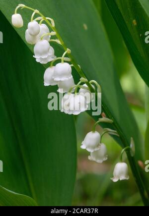 Lily flowers in the garden in Poland on the summer Stock Photo - Alamy