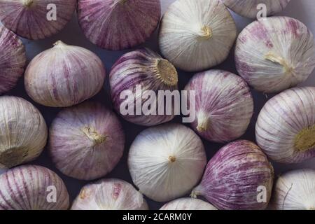 Fresh Solo garlic bulbs which are used for cooking on a white ...