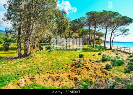 Mugoni pine wood by the sea, Sardinia Stock Photo - Alamy