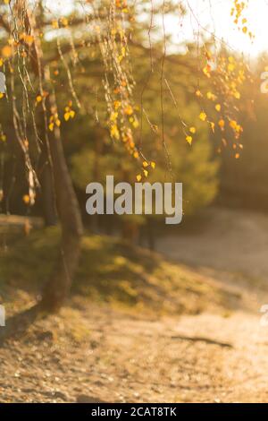 Forest In Autumn In Soft, Sunny Light Stock Photo - Alamy