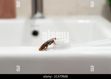 Cockroach in the bathroom on the sink. The problem with insects Stock ...