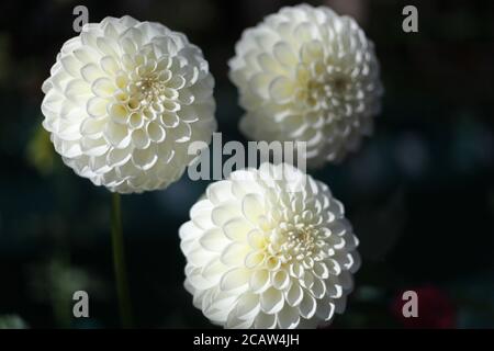 Closeup shot of beautiful Georgina flowers Stock Photo - Alamy