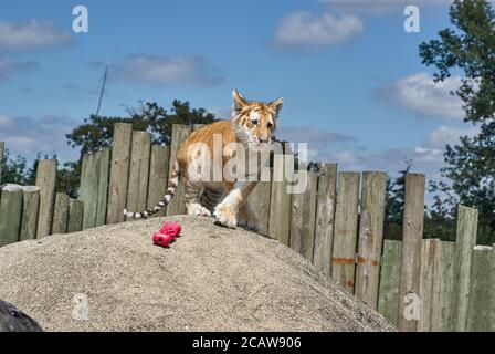 liger cub in a zoo Stock Photo - Alamy