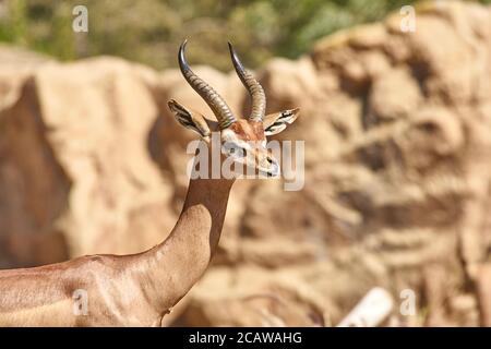 Gerenuk or Giraffe Antelope detailed images of head and neck Stock ...