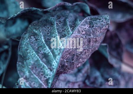 Close up Beautiful faded old leaf on a brown old wooden table ...